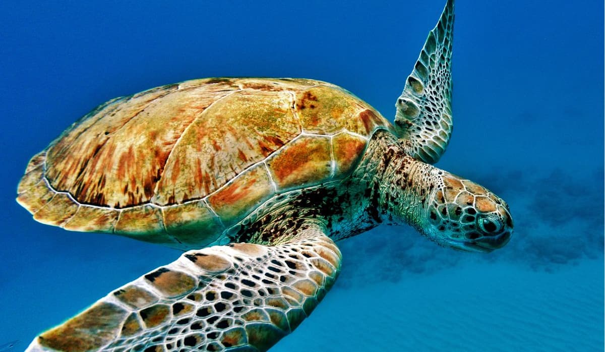 Barbados Holidays | Click&Go Holidays